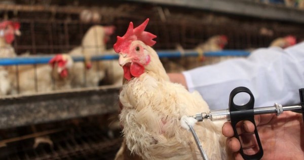 LES AVICULTEURS APPELÉS À RESPECTER LE CALENDRIER DES VACCINS